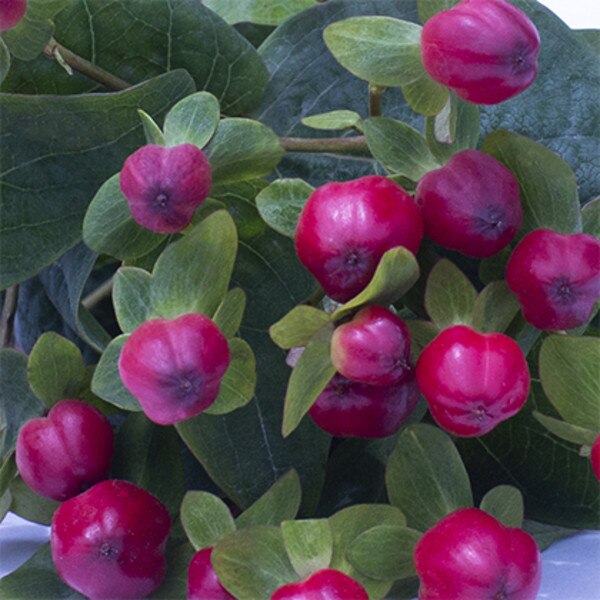 Hypericum Red (60 Stems)