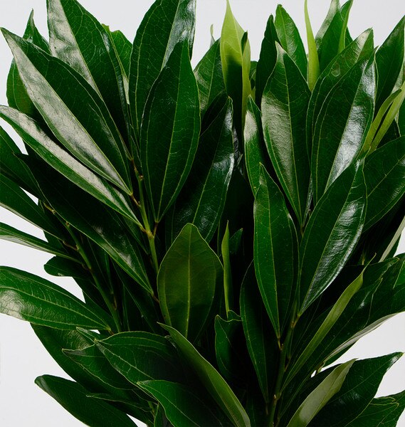 Green Cocculus (160 Stems)