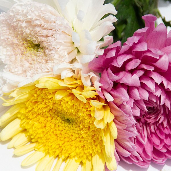 Mums Assorted (240 Stems)